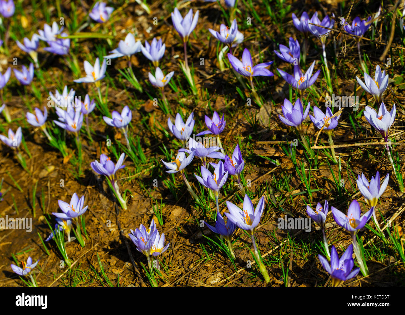 Beautiful blue crocus flowers closeup Stock Photo - Alamy