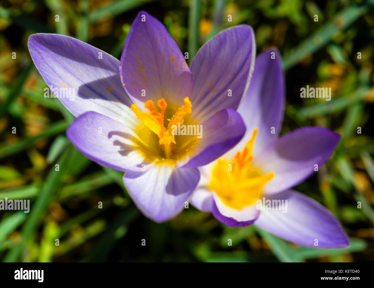 Beautiful blue crocus flowers closeup Stock Photo - Alamy