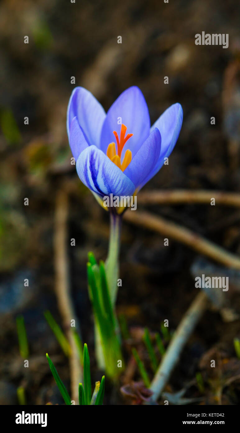 Beautiful blue crocus flowers closeup Stock Photo - Alamy