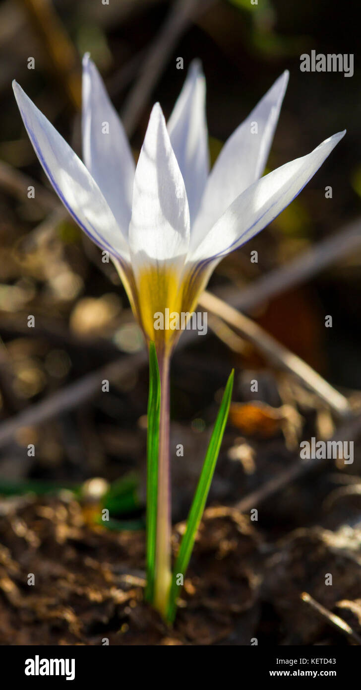 Beautiful white crocus flower closeup Stock Photo - Alamy