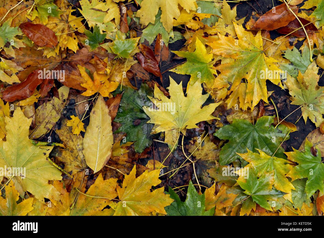 Rainy day impressions hi-res stock photography and images - Alamy