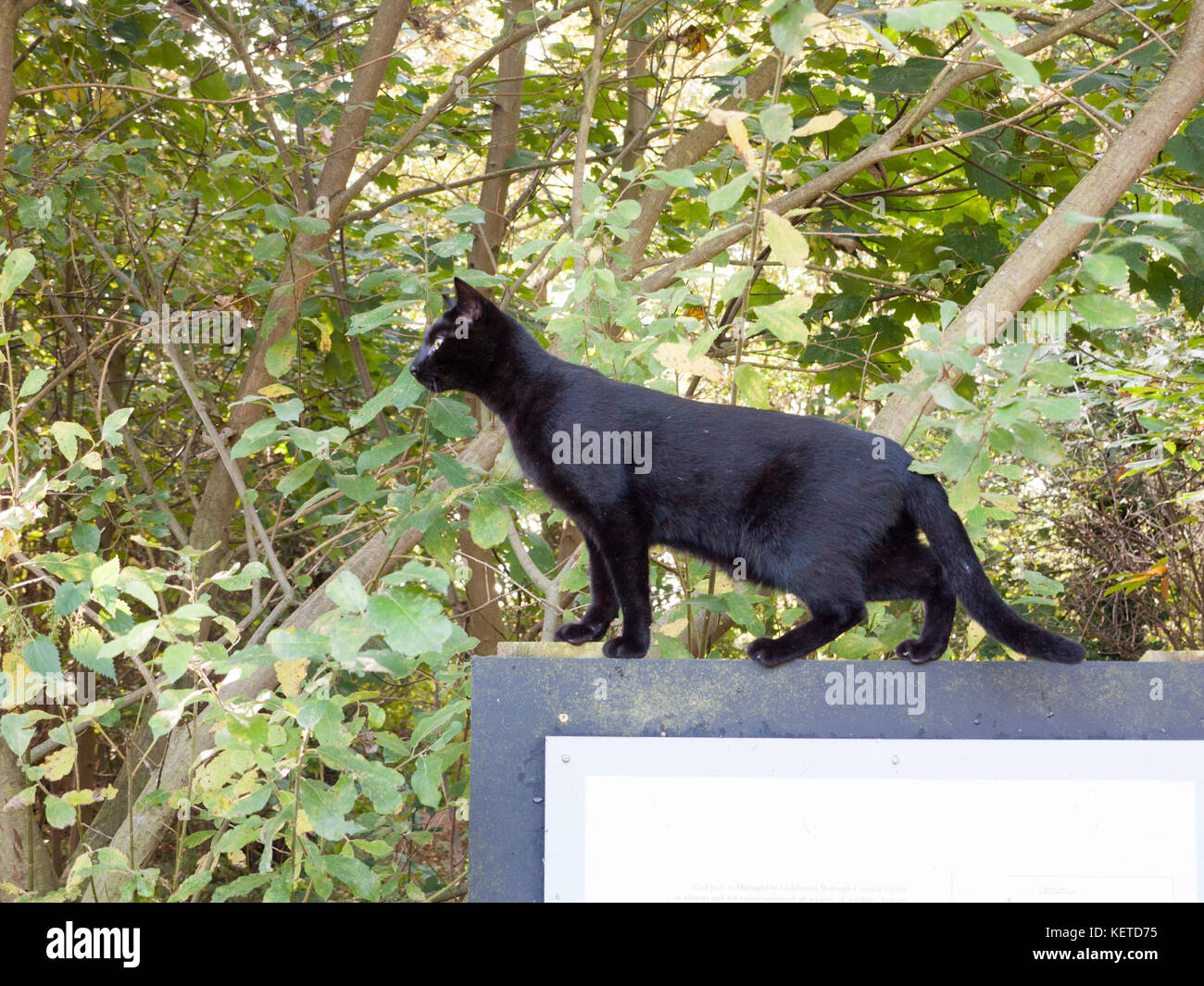 beautiful black cat pet stood on sign outside sideways; essex; england ...