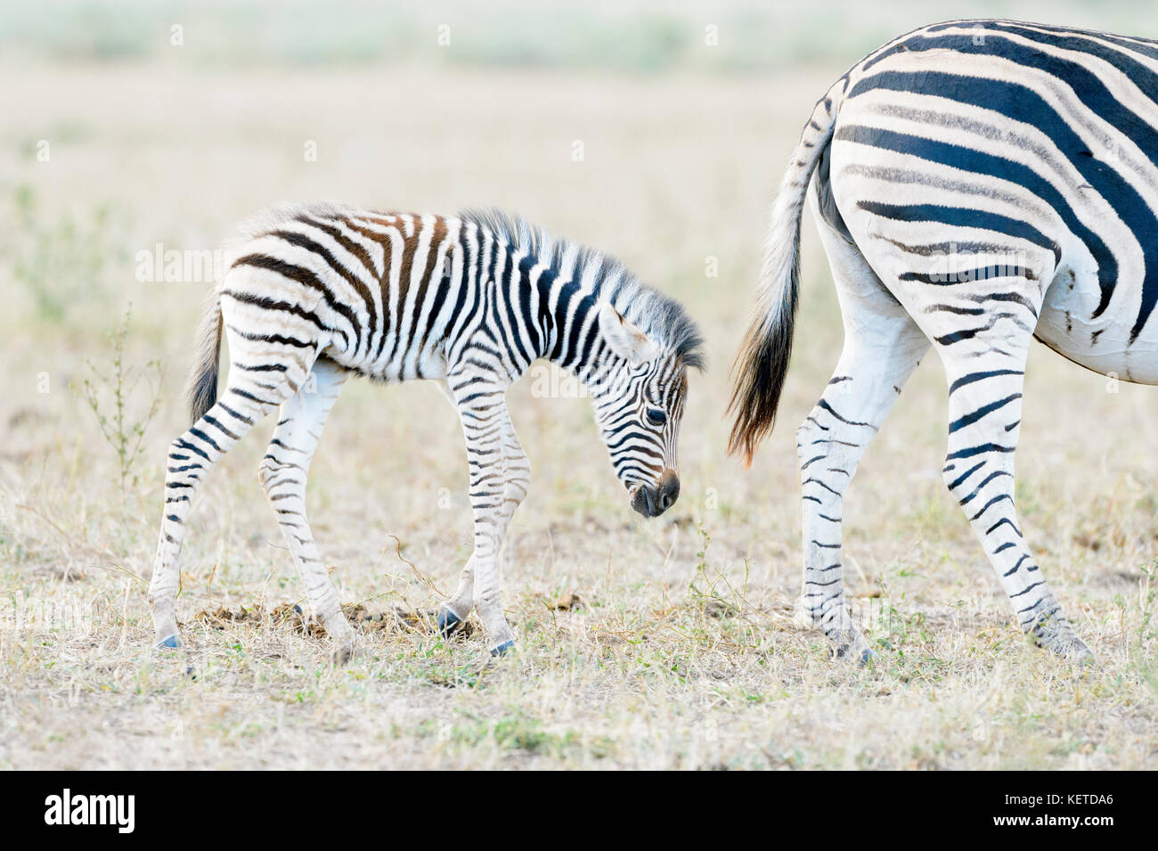 Mum and baby zebra hi-res stock photography and images - Alamy