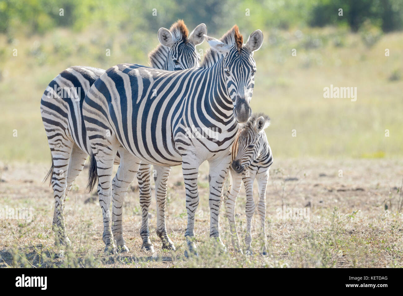 Zebra family hi-res stock photography and images - Alamy