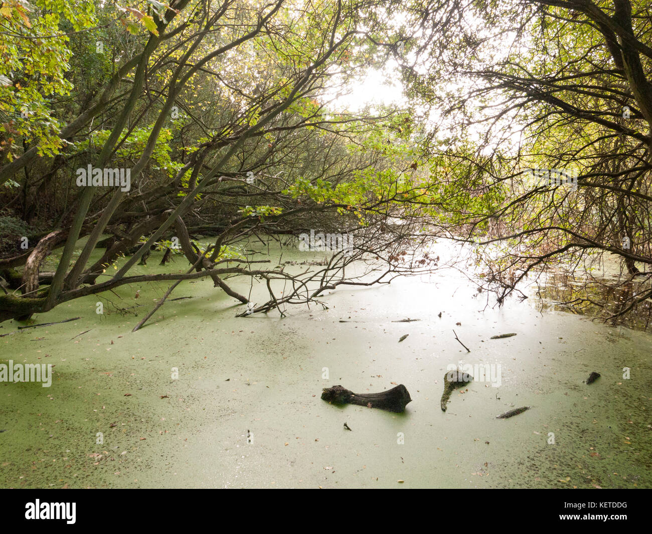 beautiful swamp with green algae tree branches above; essex; england ...
