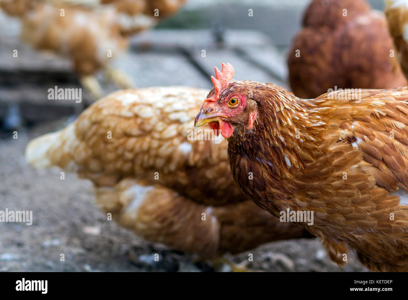 Hens feed on the traditional rural barnyard at sunny day. Detail of hen ...