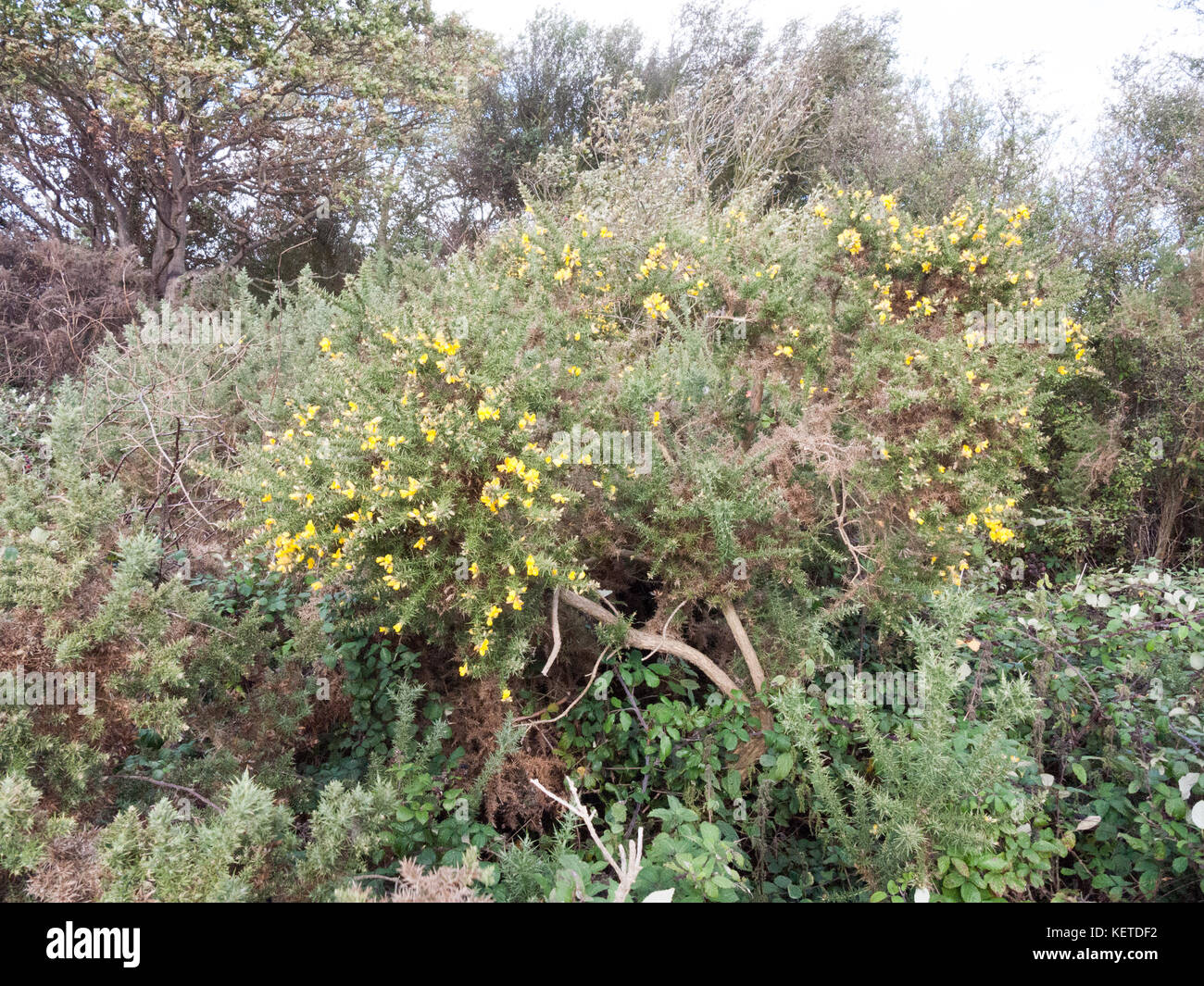 small yellow growing gorse flower tips on shrub; essex; england; uk ...