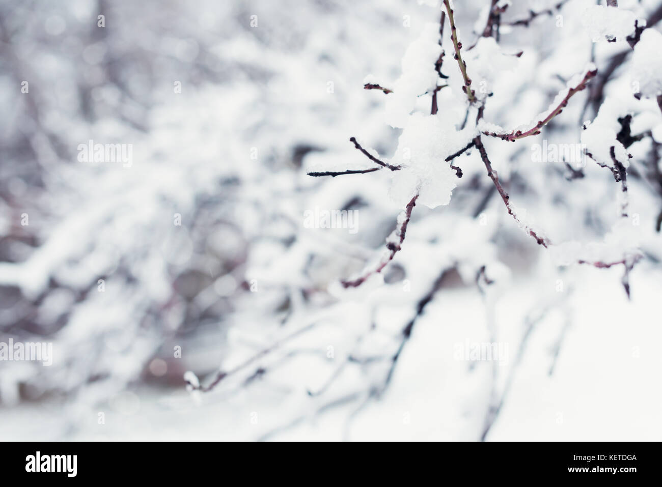 Tree branches covered in snow, winter abstract background Stock Photo ...