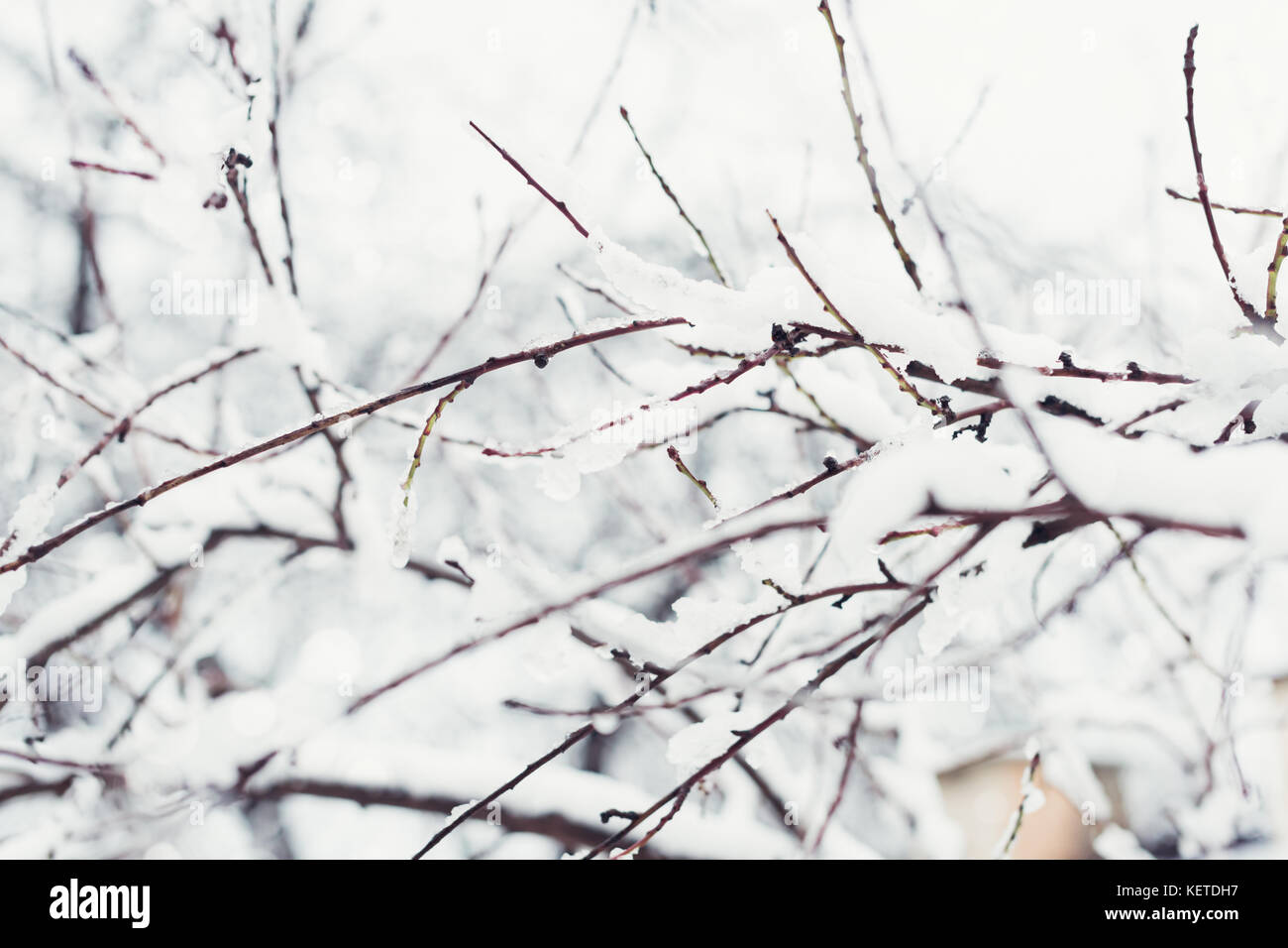 Tree branches covered in snow, winter abstract background Stock Photo ...