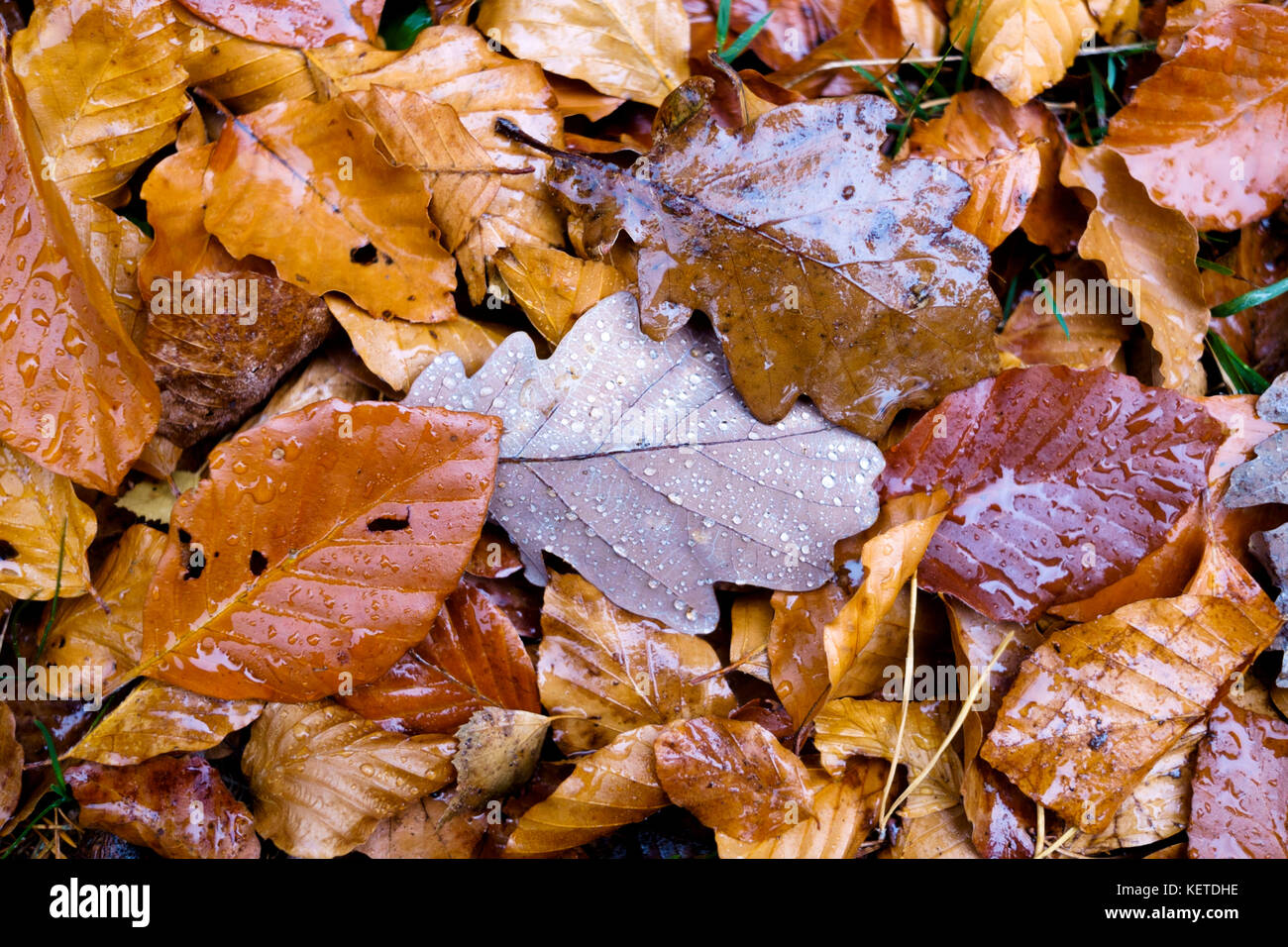 Dried coloured leaves hi-res stock photography and images - Alamy