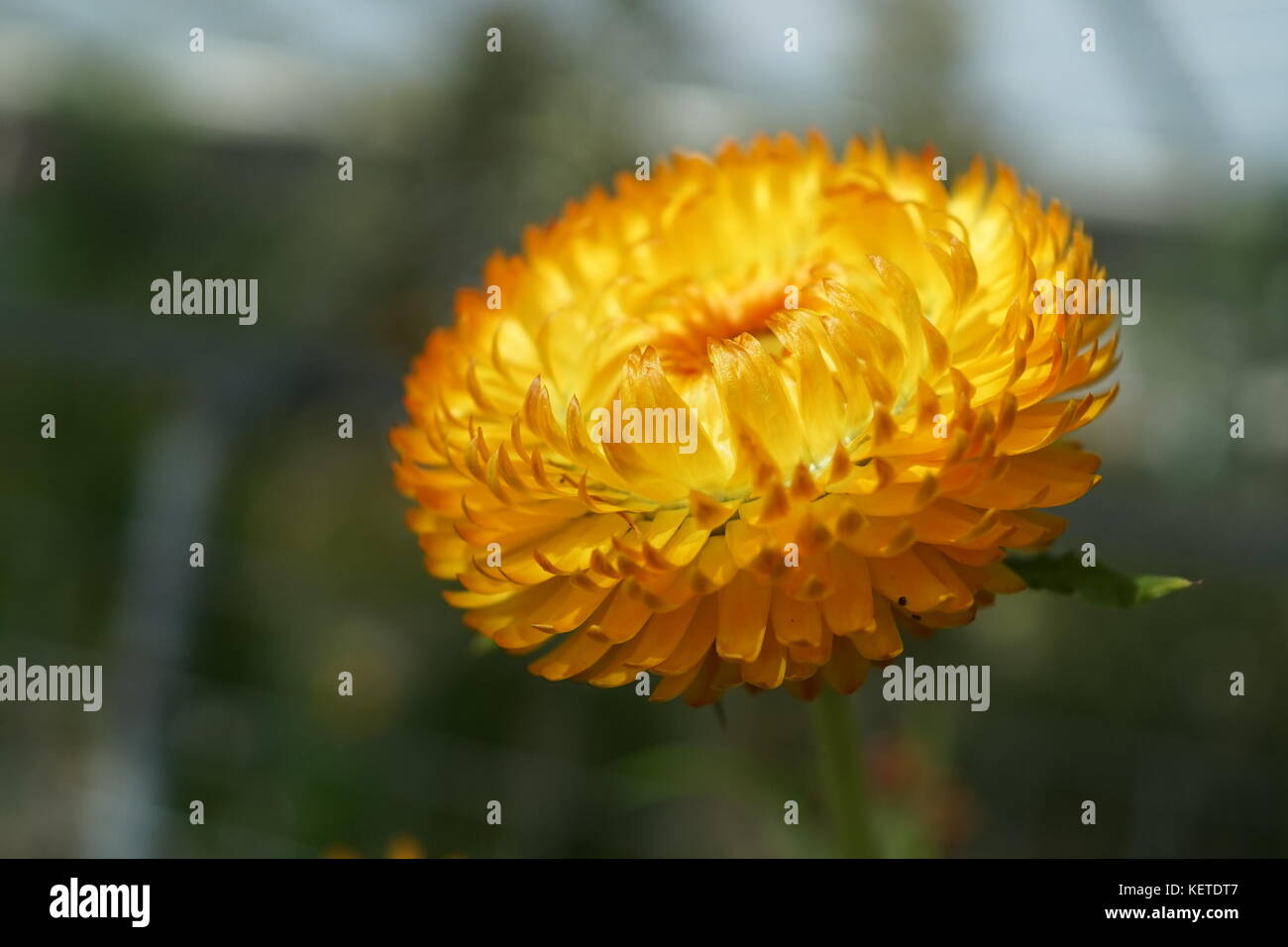 The beauty of natural things Stock Photo - Alamy