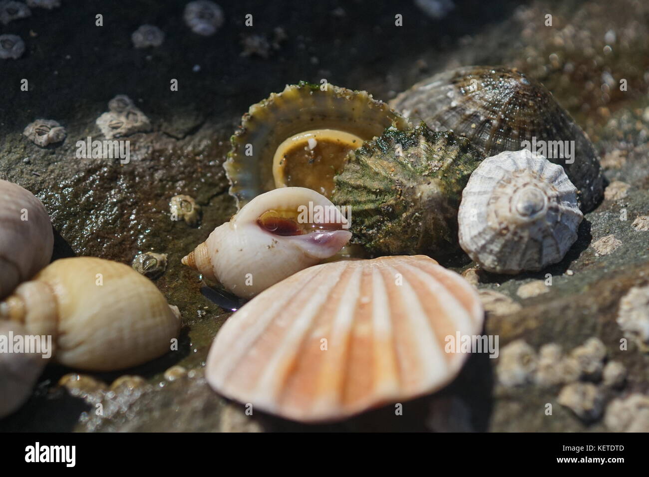 The beauty of natural things Stock Photo - Alamy