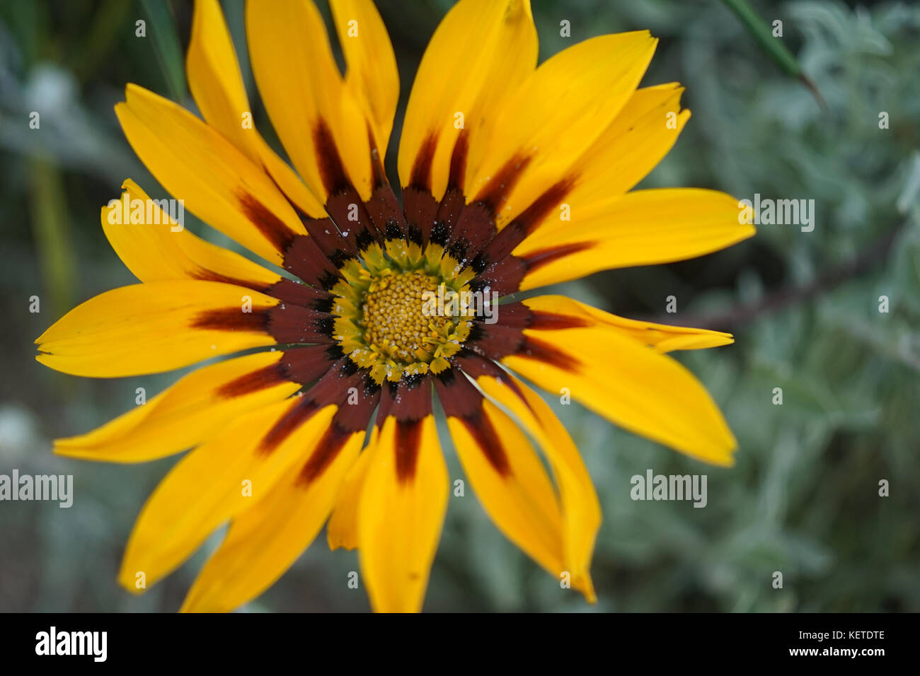 The beauty of natural things Stock Photo - Alamy