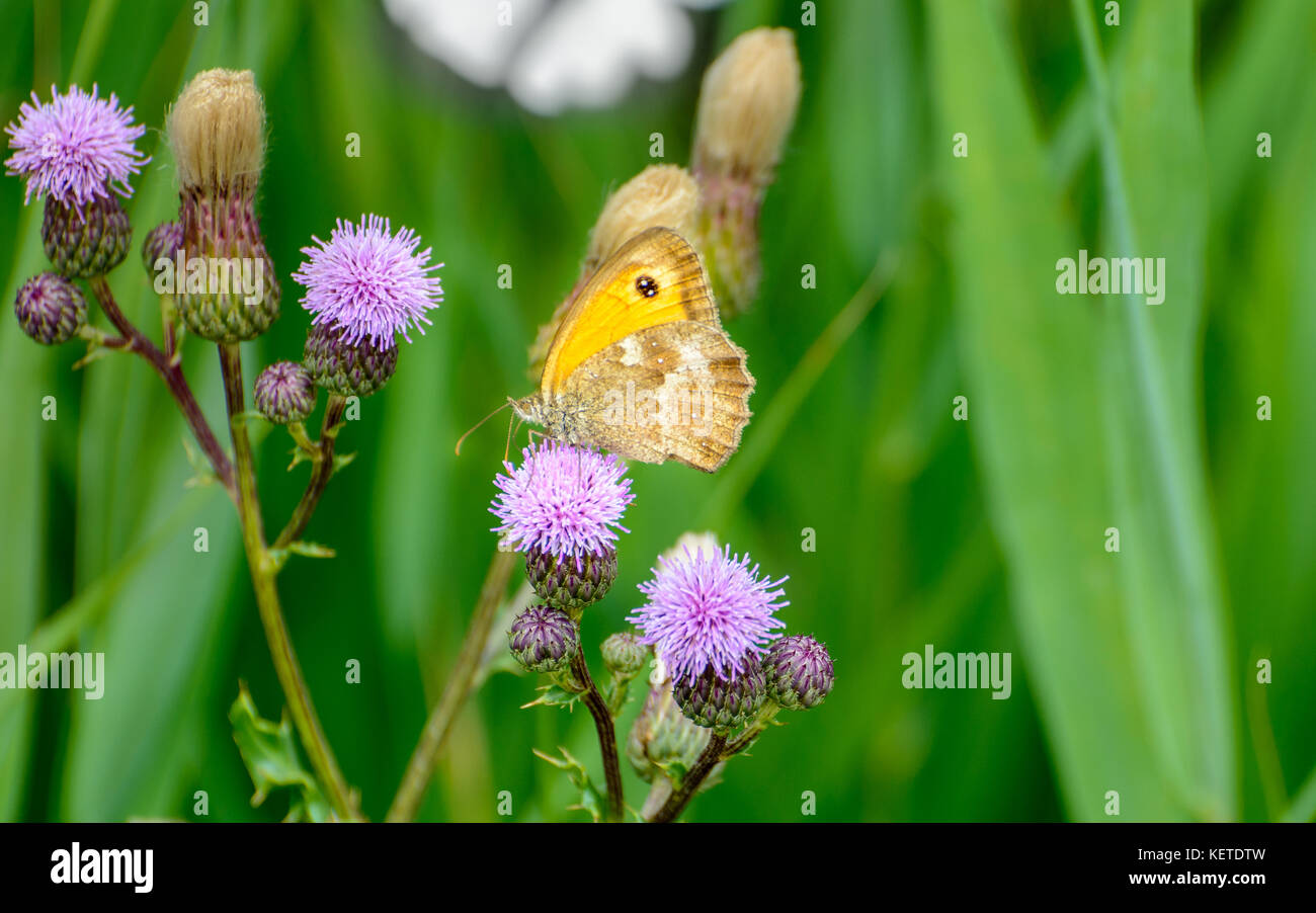 butterfly sandy eye on thistle in bloom Stock Photo - Alamy