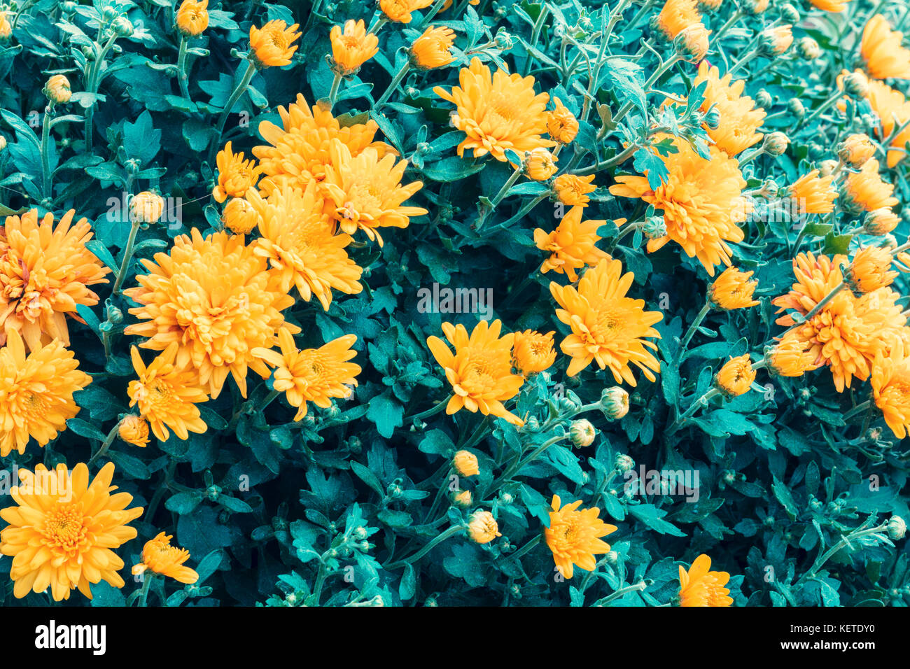 Blossoming flowers in a garden Stock Photo - Alamy