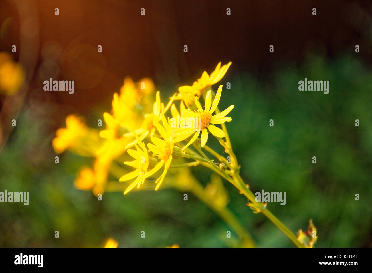 yellow daisies in the evening in autumn, Russia Stock Photo - Alamy