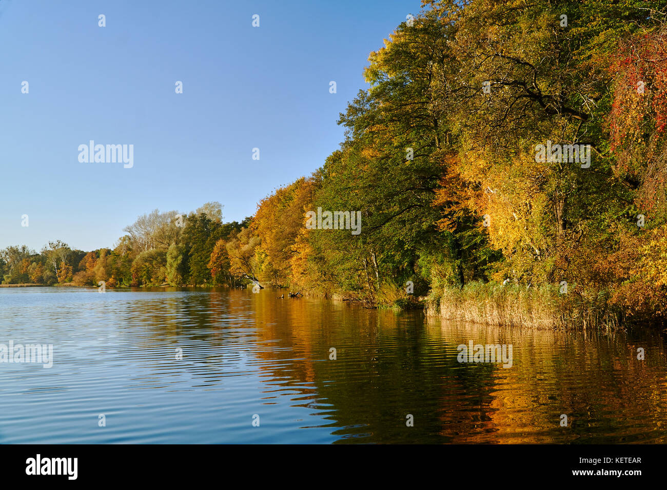 Colorful trees on the lake during autumn in Poznan Stock Photo - Alamy