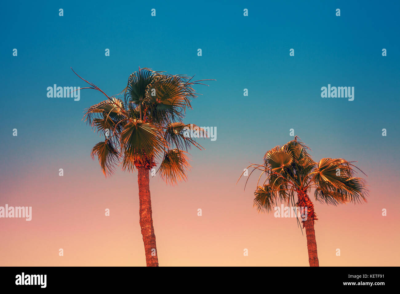 Tropical palm trees against the sunset sky. Gradient color. Silhouette ...