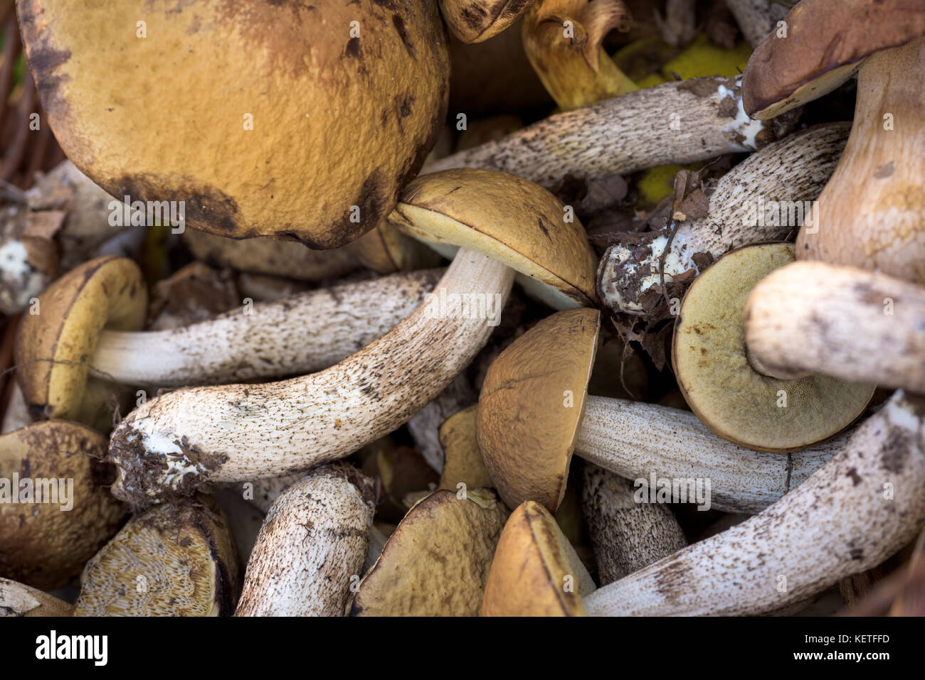 Mix of edible forest mushrooms, fall, autumn concept Stock Photo - Alamy