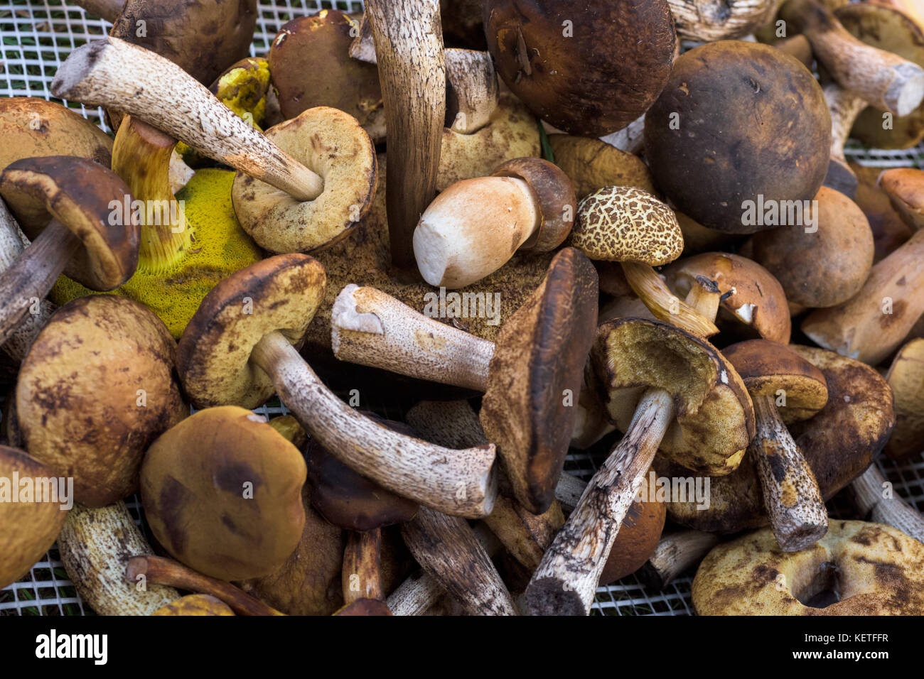 Mix of edible forest mushrooms, fall, autumn concept Stock Photo - Alamy