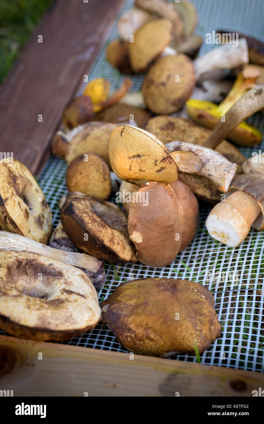 Mix of edible forest mushrooms, fall, autumn concept Stock Photo - Alamy