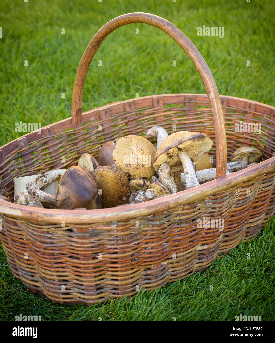 Mix of edible forest mushrooms in a basket, fall, autumn concept Stock ...