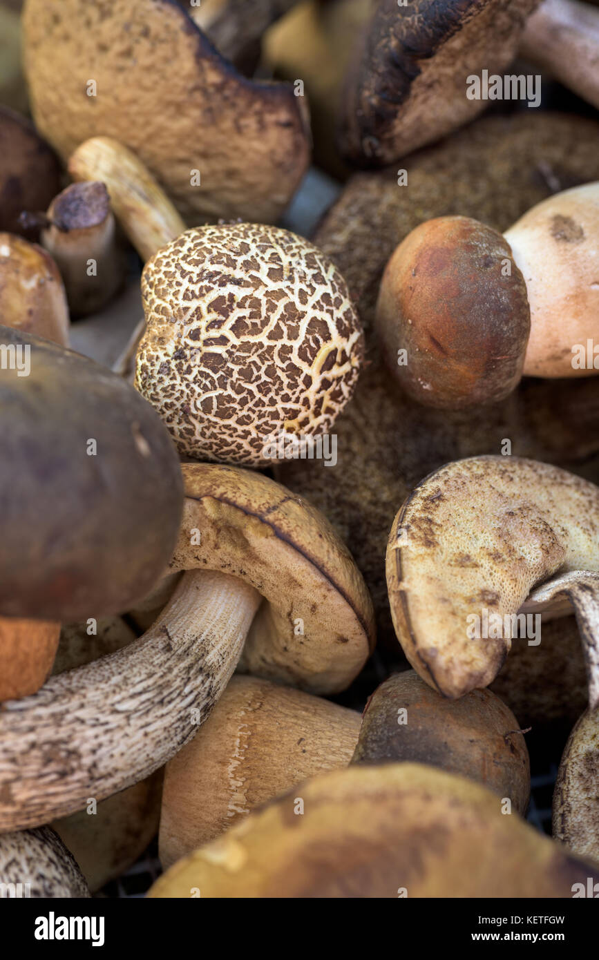Mix of edible forest mushrooms, fall, autumn concept Stock Photo - Alamy