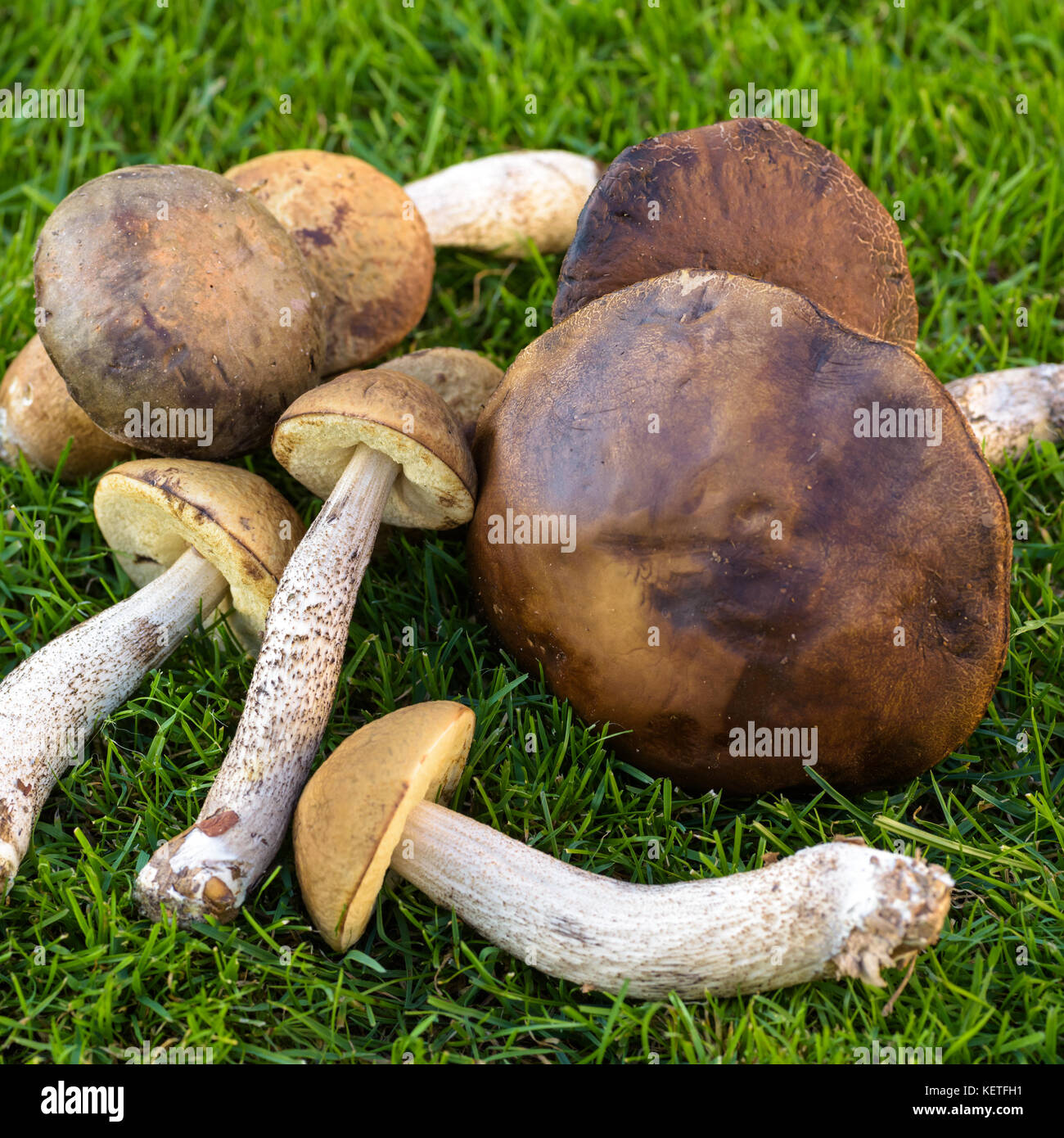 Mix of edible forest mushrooms, fall, autumn concept Stock Photo - Alamy