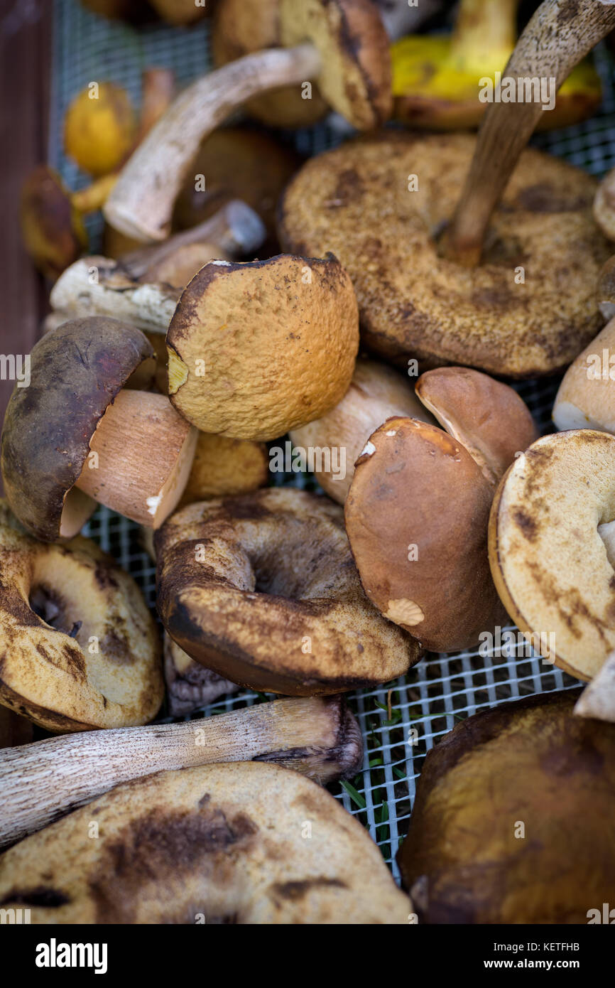 Mix of edible forest mushrooms, fall, autumn concept Stock Photo - Alamy