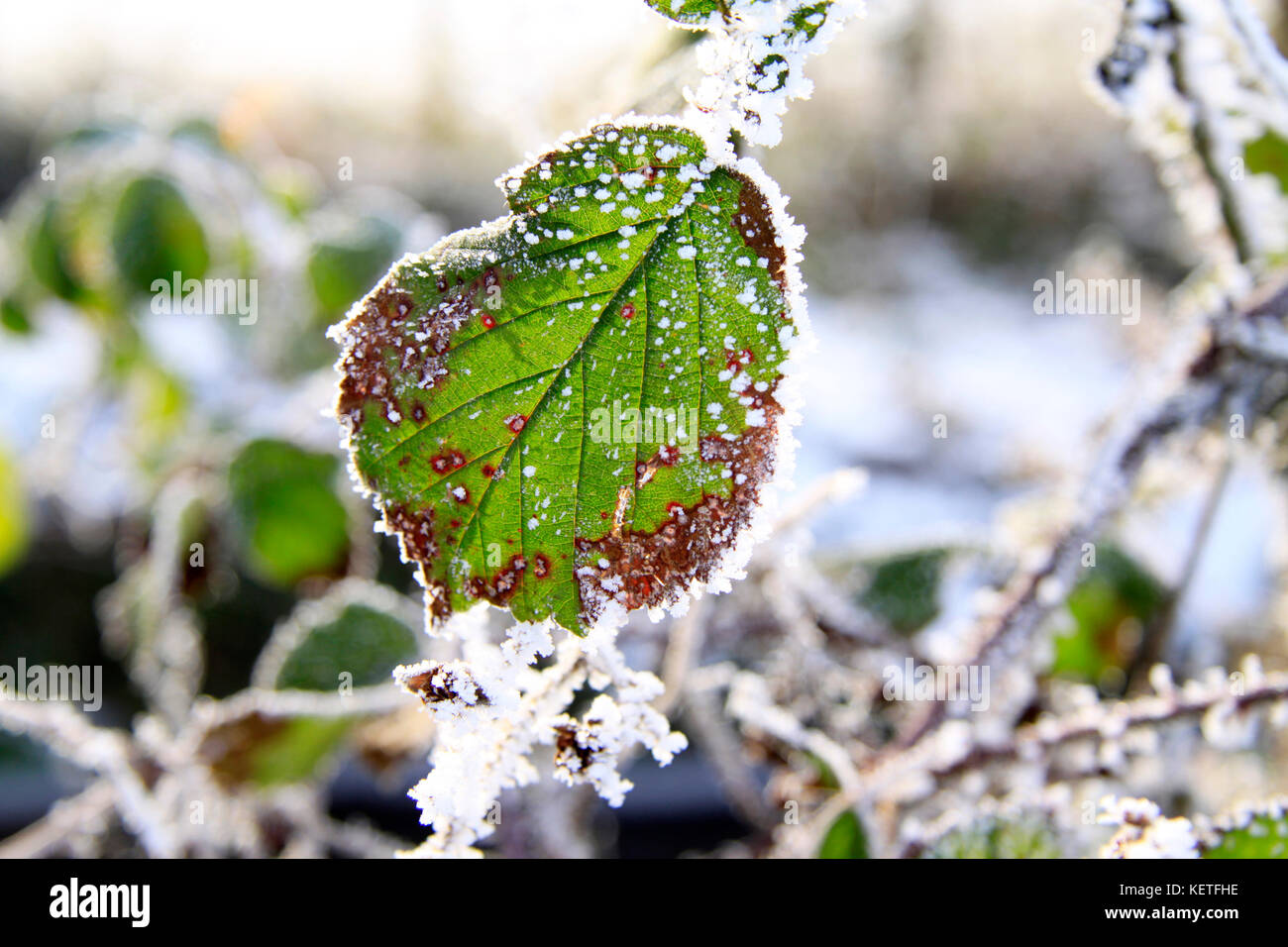 Bramble twigs hi-res stock photography and images - Alamy