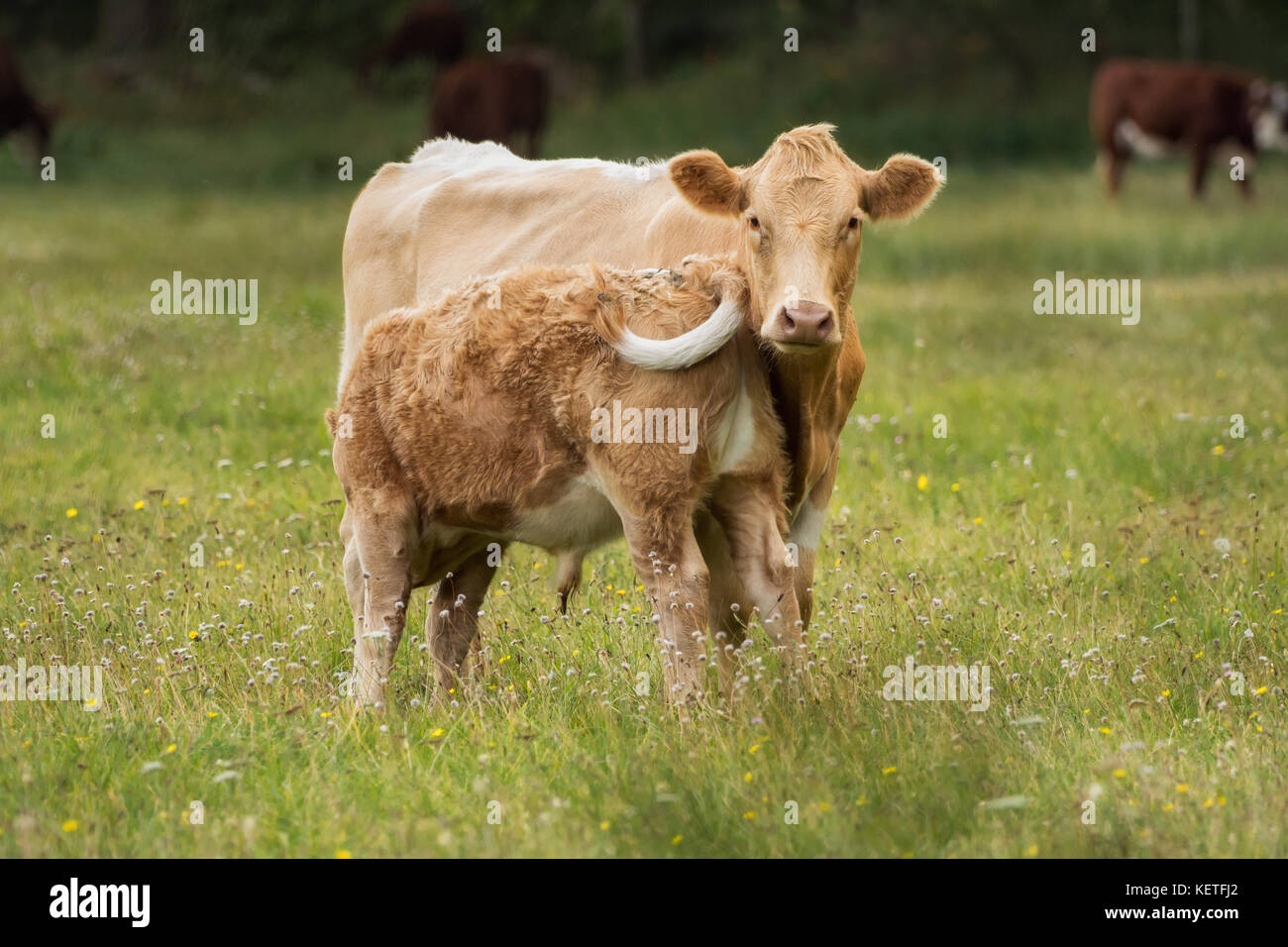 Mother cow with calf hi-res stock photography and images - Alamy