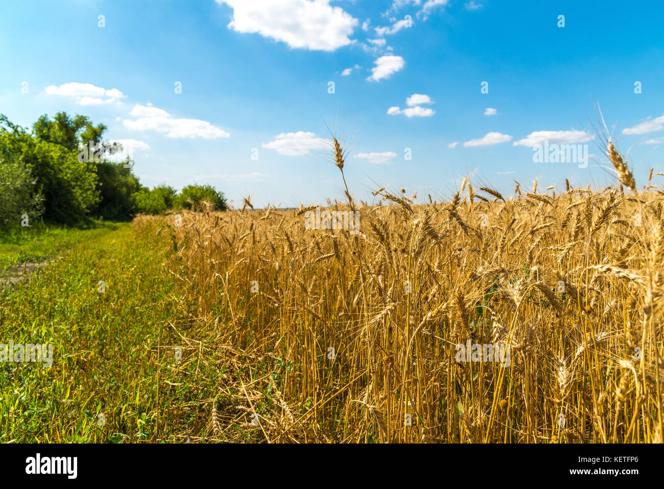 edge of a yellow wheat field on sunny day Stock Photo - Alamy