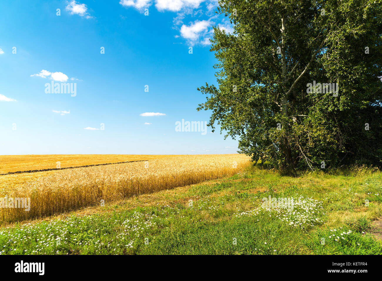 Edge of agricultural field hi-res stock photography and images - Alamy