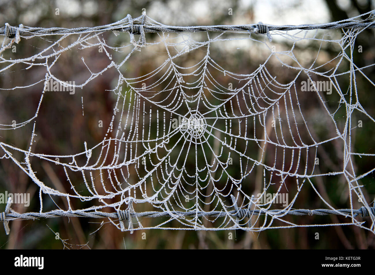 A spider web coated with tiny ice crystals Stock Photo - Alamy