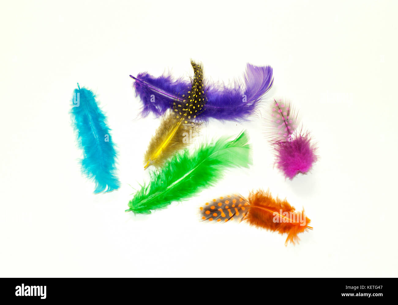 six bright multicolored bird feathers on a white background Stock Photo ...