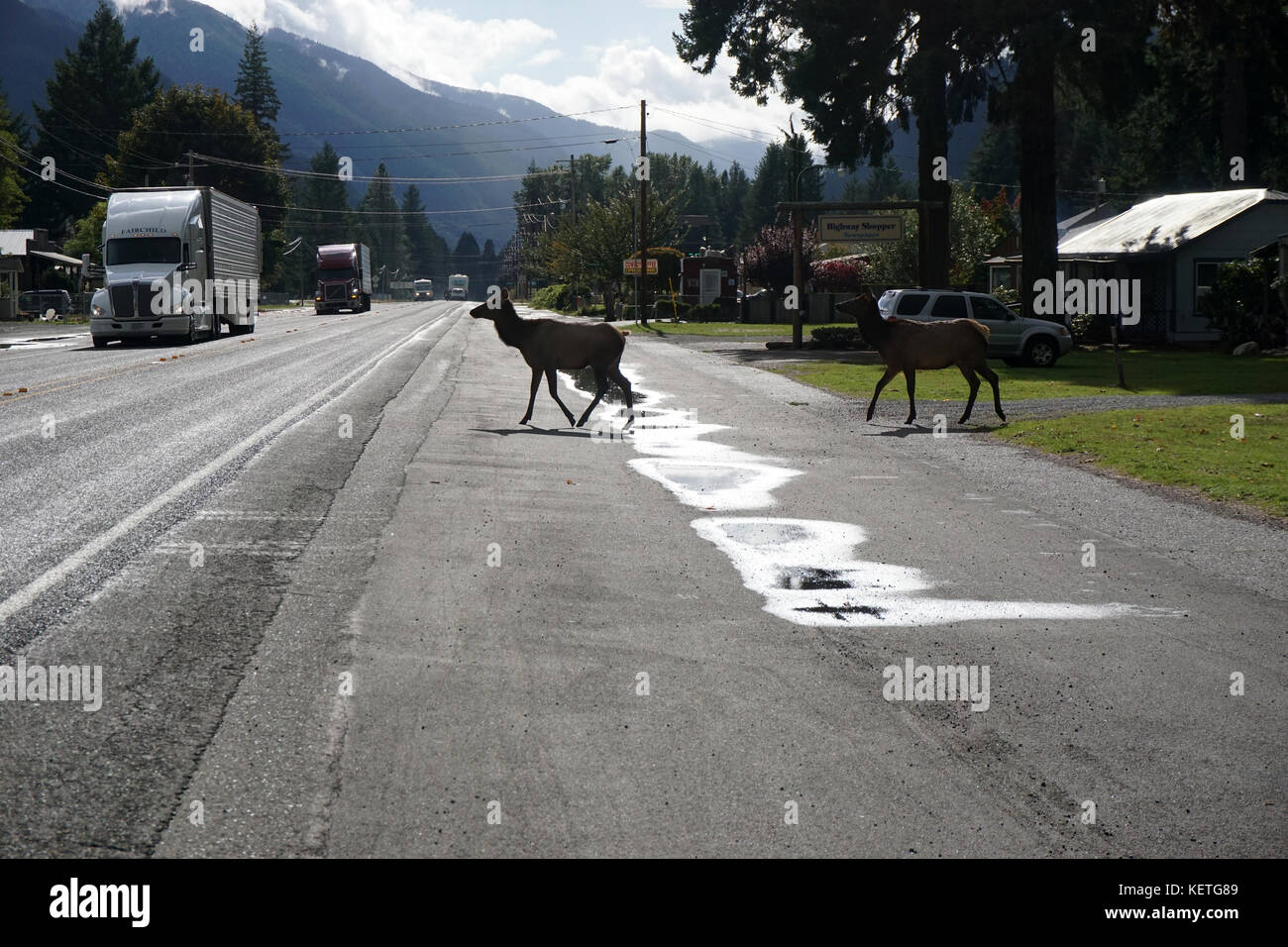 Elk crossing the highway in Packwood, WA Stock Photo - Alamy