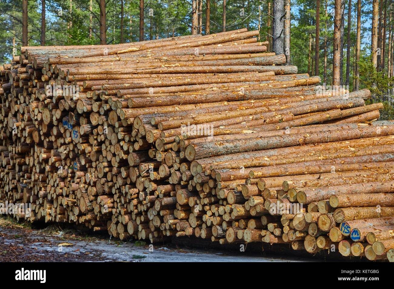 Log wood pile Stock Photo - Alamy