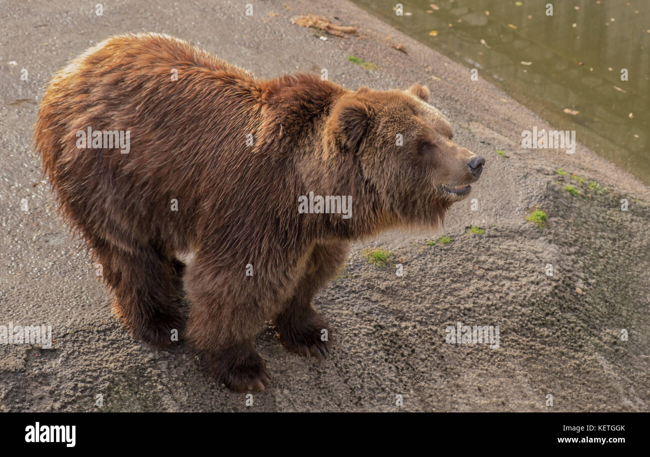 Predatory bear hi-res stock photography and images - Alamy