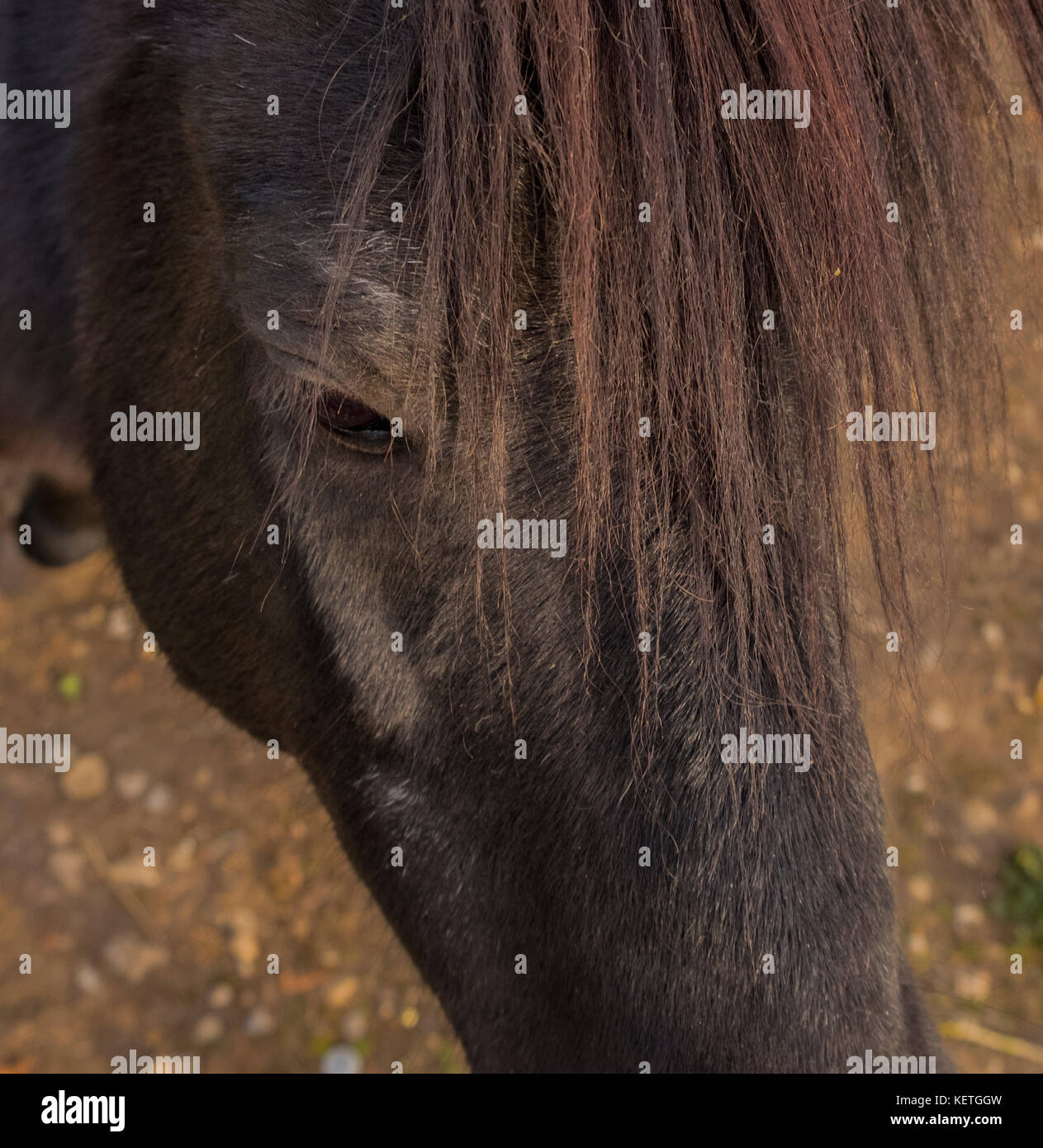 Portrait of a pony Stock Photo - Alamy