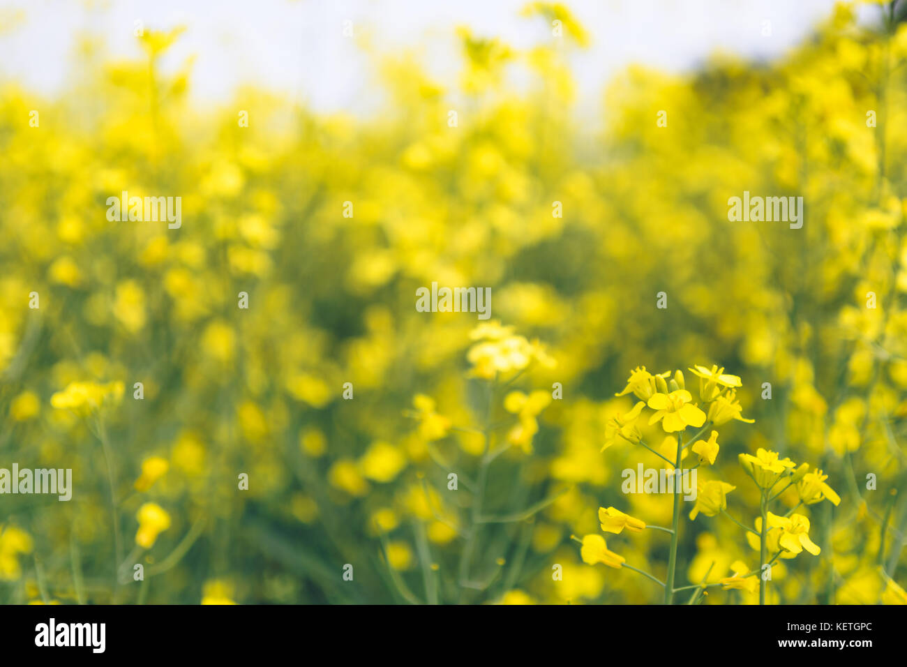 Close up of canola flowers Stock Photo - Alamy