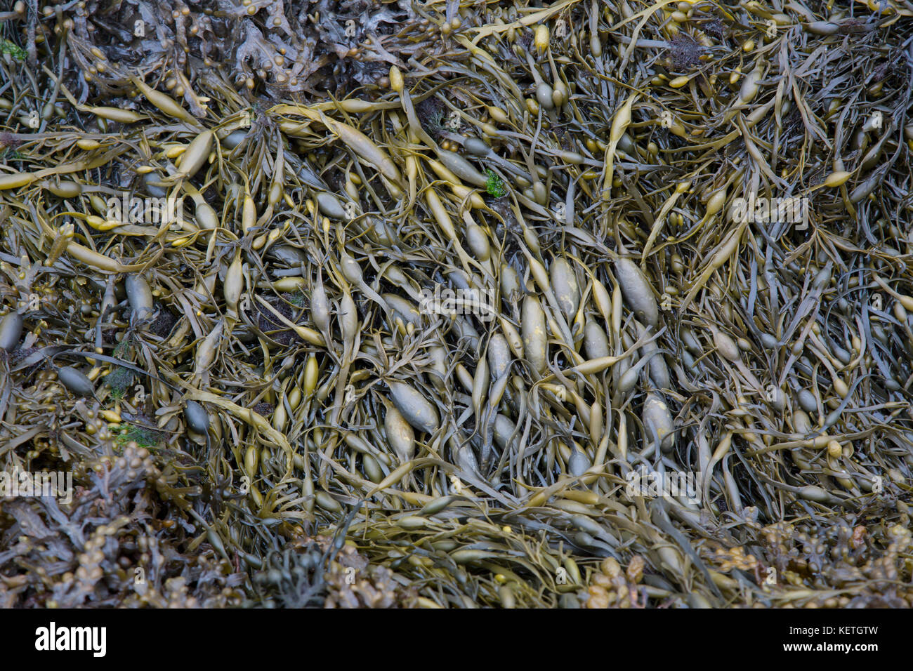 Green Seaweed Background Design Stock Photo - Alamy