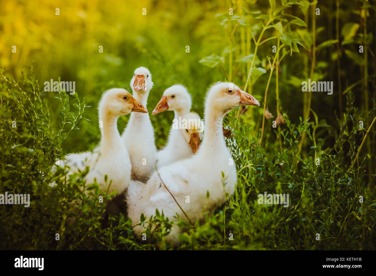 Five young goose together sit in the grass Stock Photo - Alamy