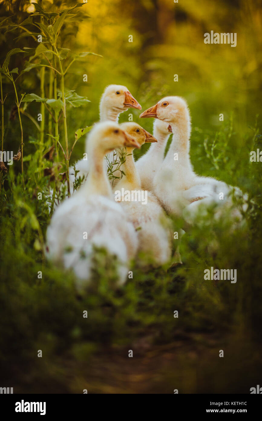 Five young goose together sit in the grass Stock Photo - Alamy