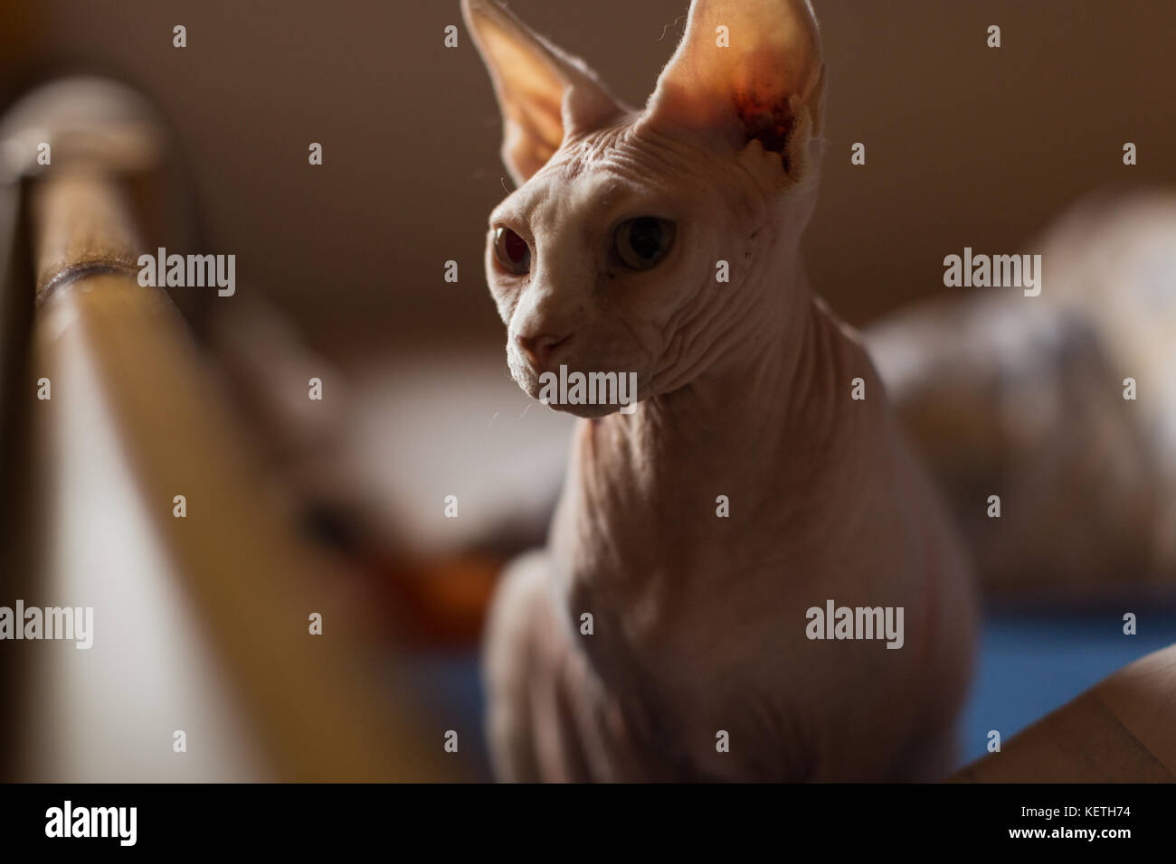 A cute and interesting breed of a hairless Sphinx cat Stock Photo - Alamy