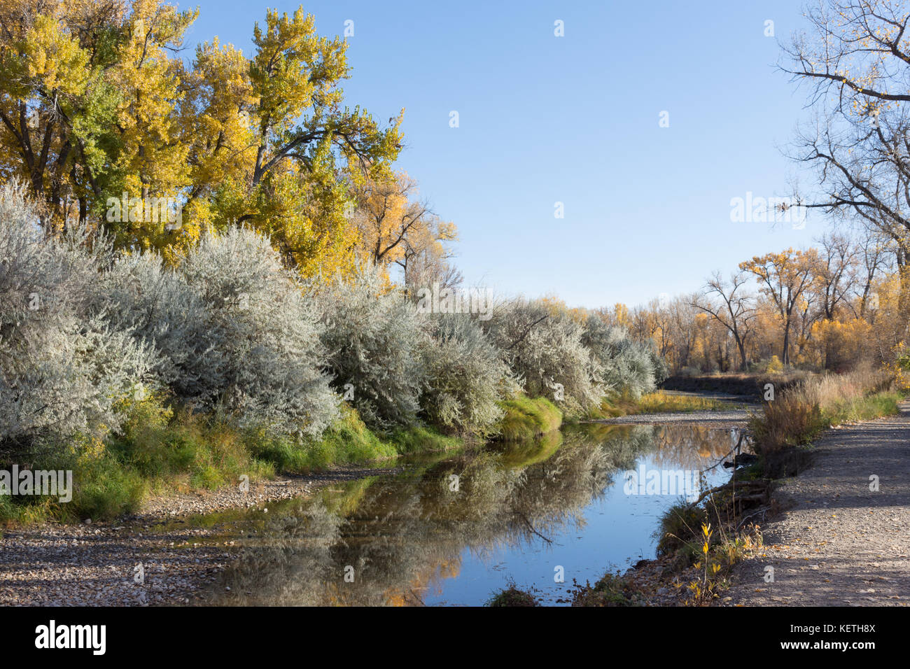 A shallow stream with bushes and trees on the bank. The reflection of ...