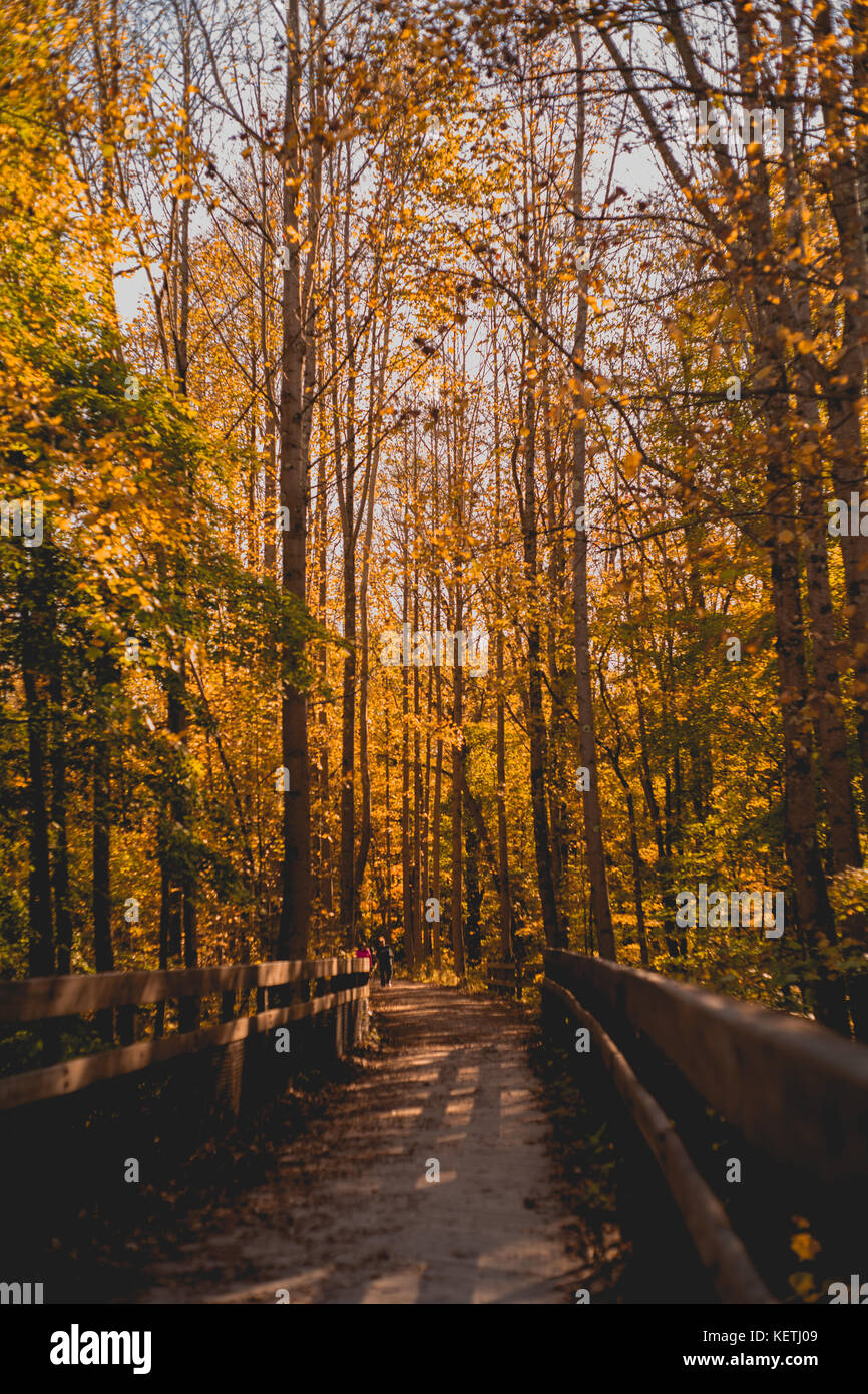 Bridge full autumn leaves hi-res stock photography and images - Alamy