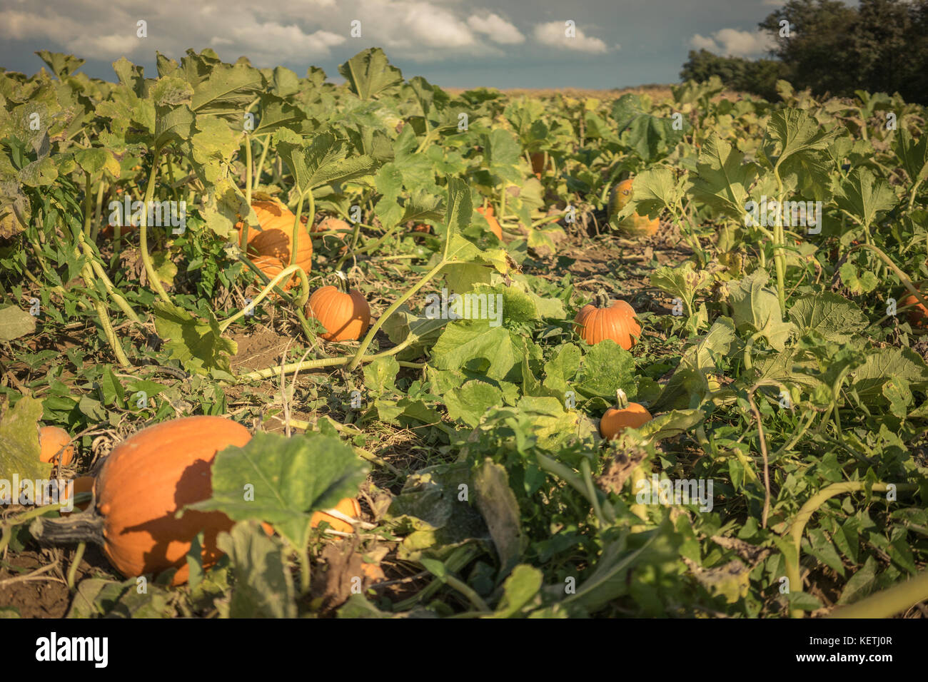 Pumpkins in a patch Stock Photo - Alamy
