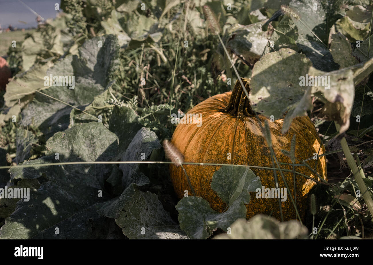 Pumpkins in a patch Stock Photo - Alamy