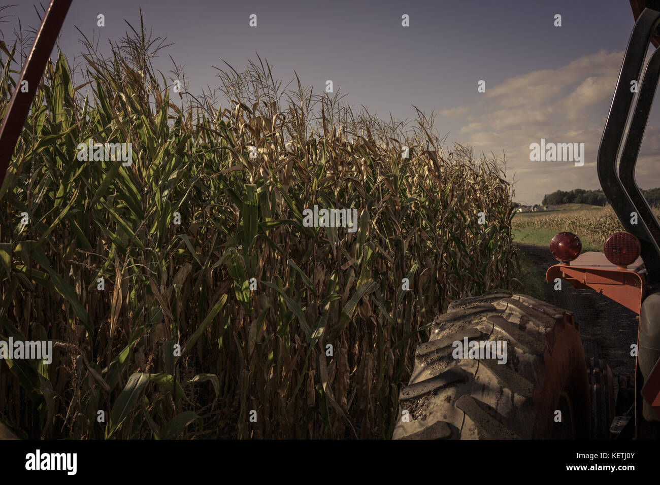Tractor in the fields passing a corn maze Stock Photo - Alamy