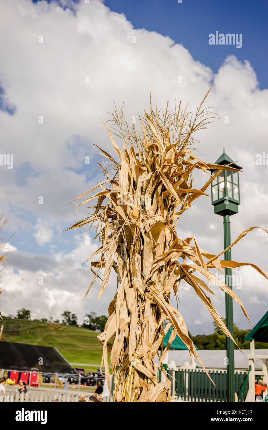 Cornstalk at the pumpkin patch Stock Photo - Alamy